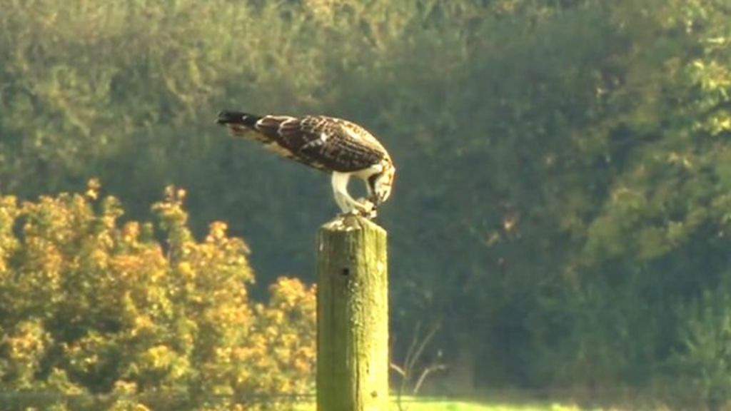 Ospreys fill up on fish at Clifton Lakes in Warwickshire - BBC News