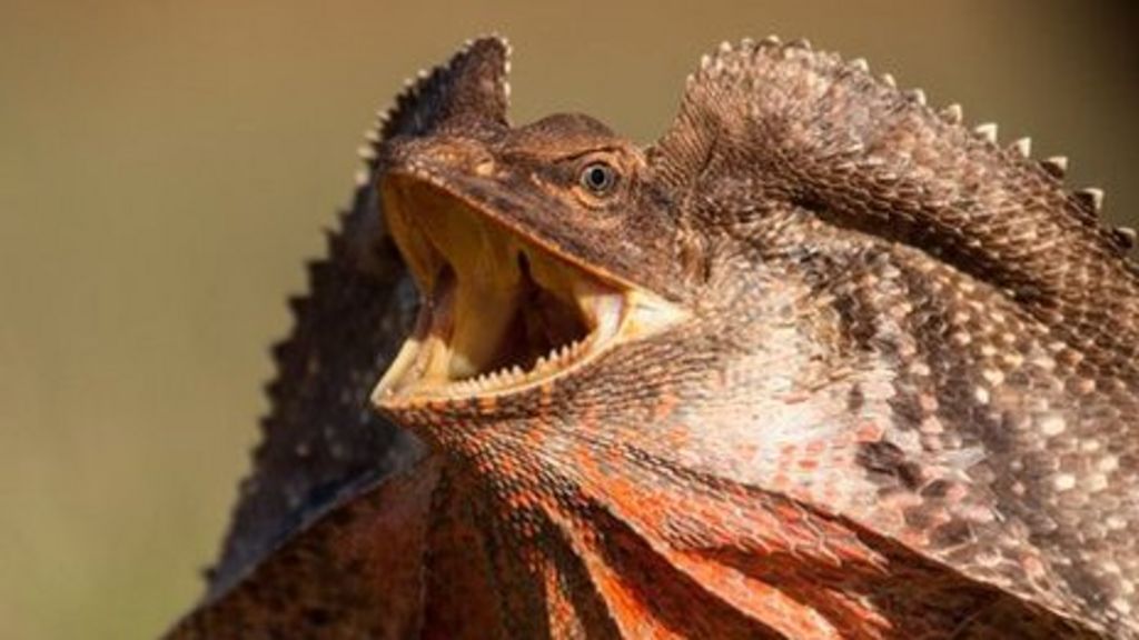 In pictures: Wonders of the monsoon - BBC News