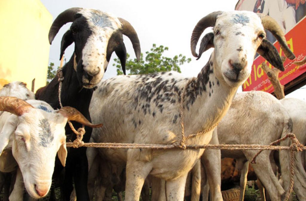 Why I always buy injured sheep - BBC News