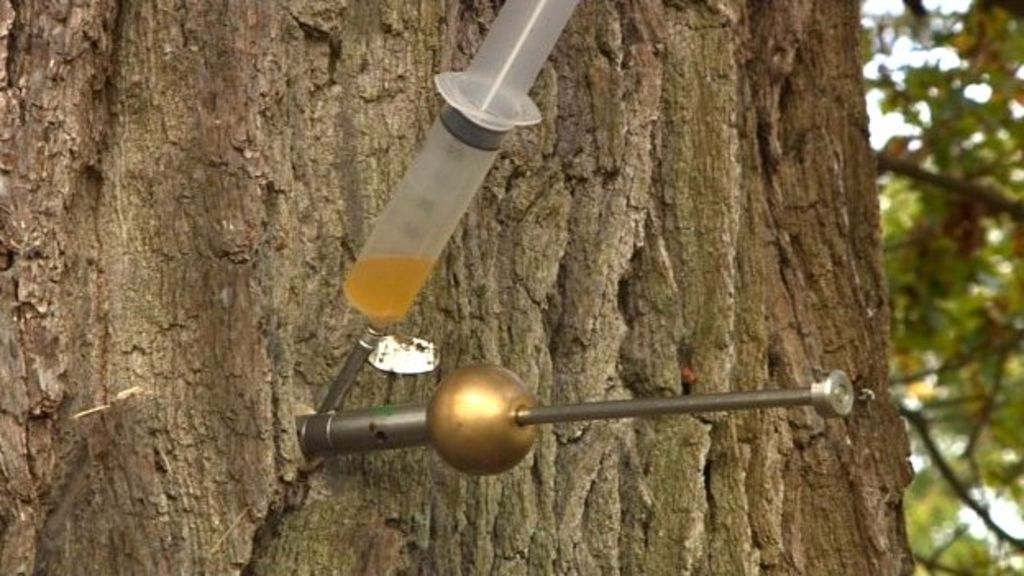 Garlic injection could tackle tree diseases - BBC News