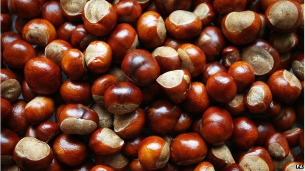Conker fights: Is it the end for the playground game? - BBC News