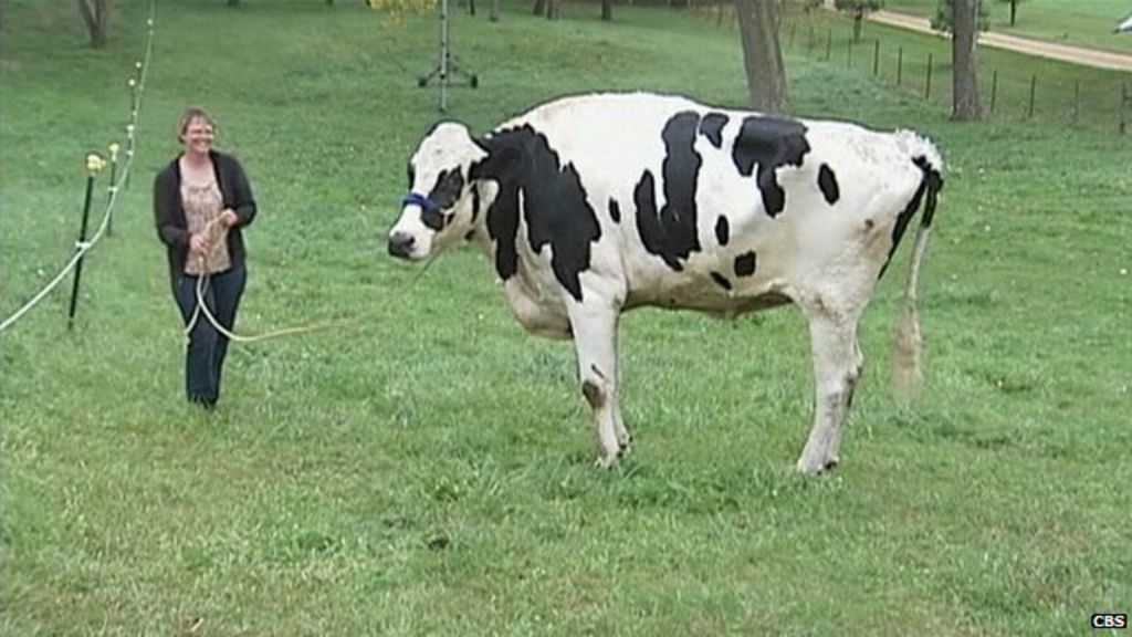 Meet Blosom the world's tallest cow - BBC News