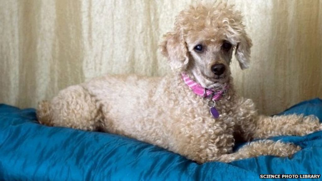 Poodle bug less bite than Heartbleed, say experts - BBC News