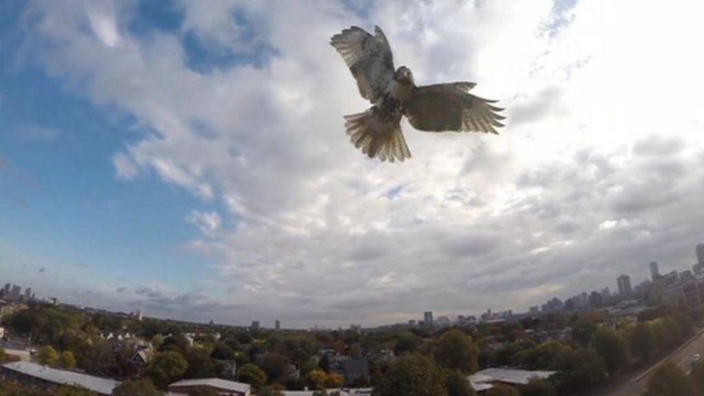 Hawk attacks drone camera in the air - BBC Newsround