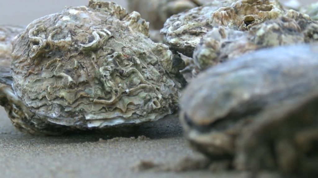Oyster fishing set to flourish again in Swansea Bay - BBC News