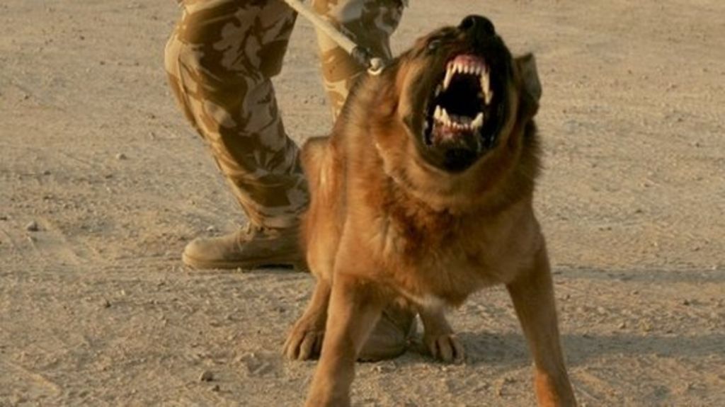 War dogs: Canines provide comfort on the front lines - BBC News