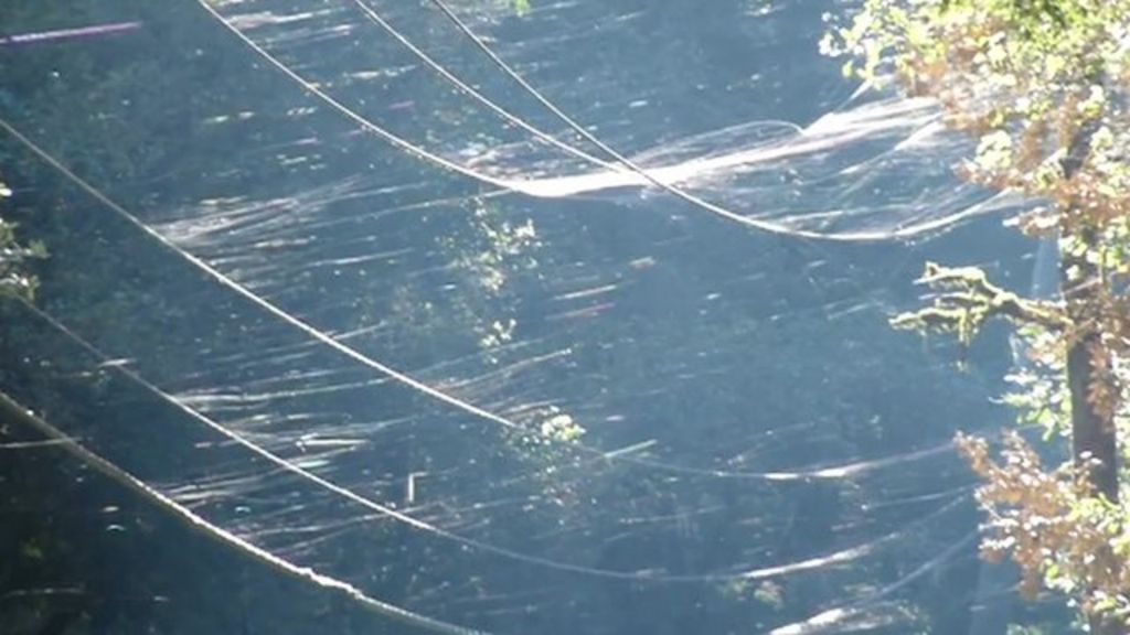 Young spiders 'ballooning' to migrate - BBC News