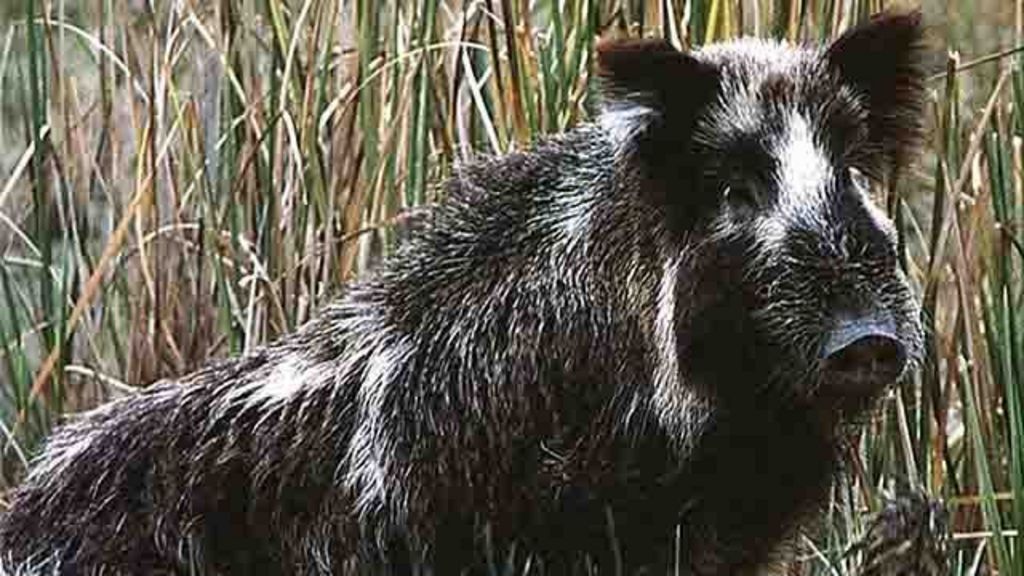 Millions of wild pigs run amok in US - BBC News