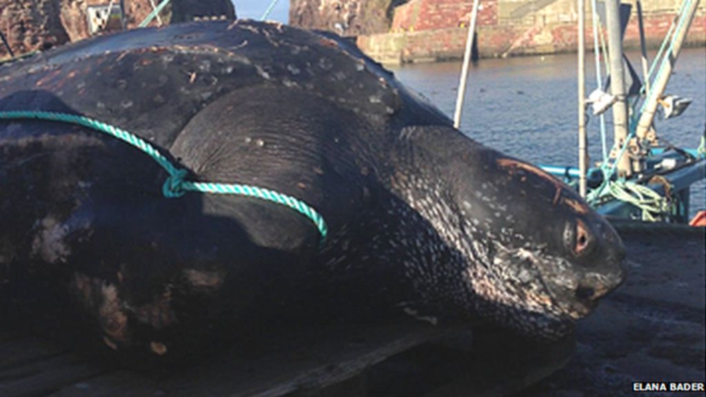 Probe into death of rare leatherback turtle near Dunbar - BBC News