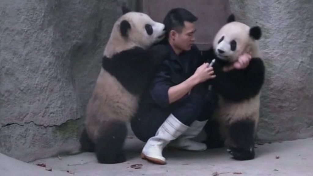 Baby pandas team up to resist their medication - BBC News