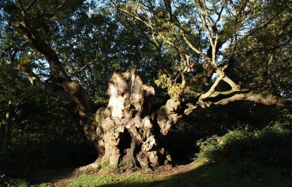 Old Knobbley tree in Mistley a 'sanctuary for hunted witches' - BBC News