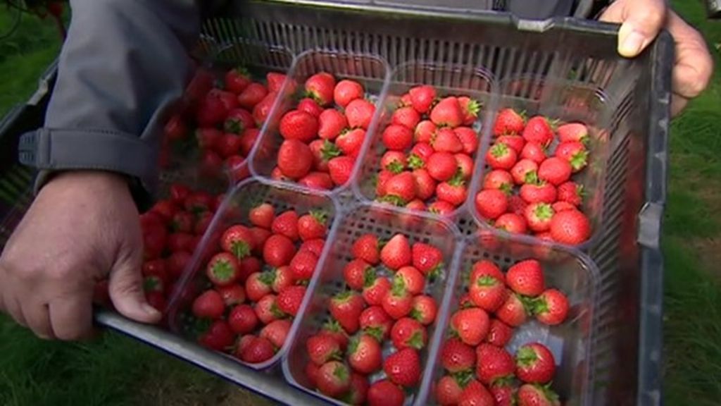 UK strawberries still grow in November - BBC News