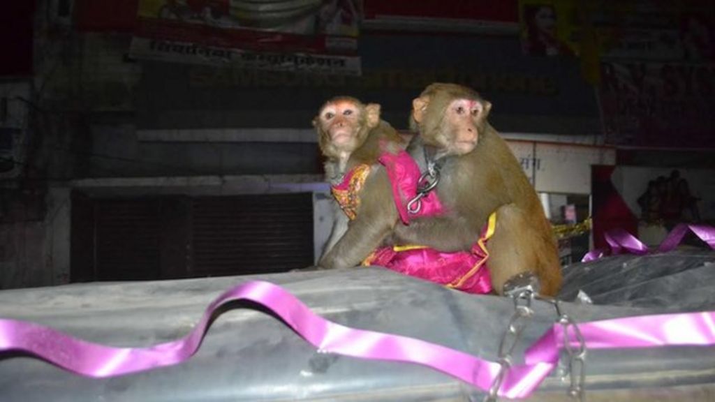 Indian man holds 'wedding' for monkey couple - BBC News