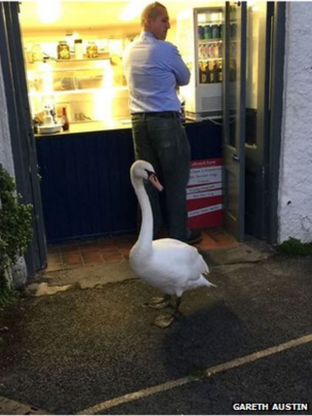 'Scary' rogue St Mawes swan gets treatment - BBC News