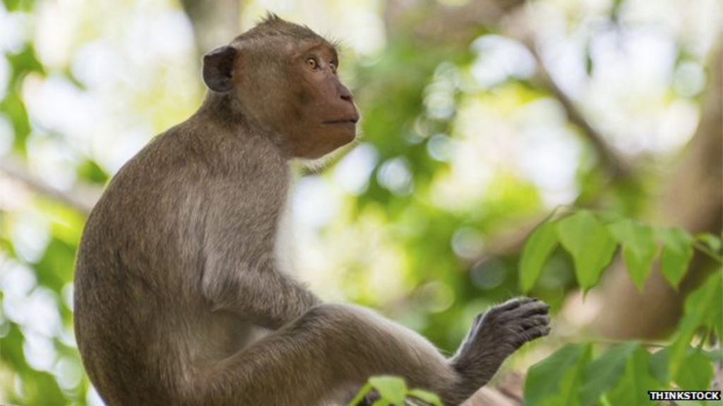 Baboons may share human ability to build on work of others - BBC News