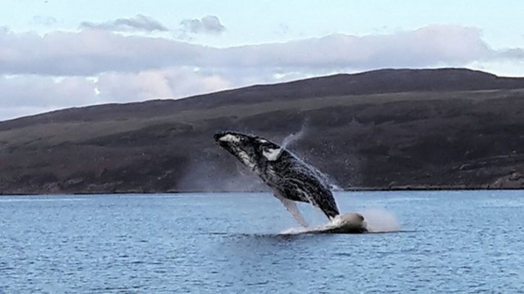Breaching humpback whale makes a big splash off Skye - BBC News