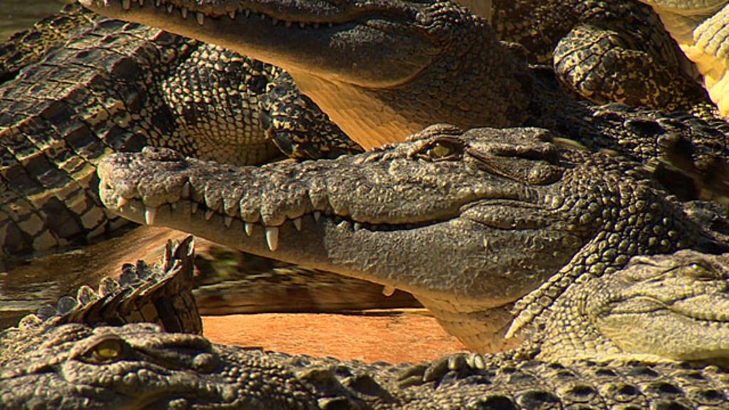 Australia's booming crocodile population - BBC News