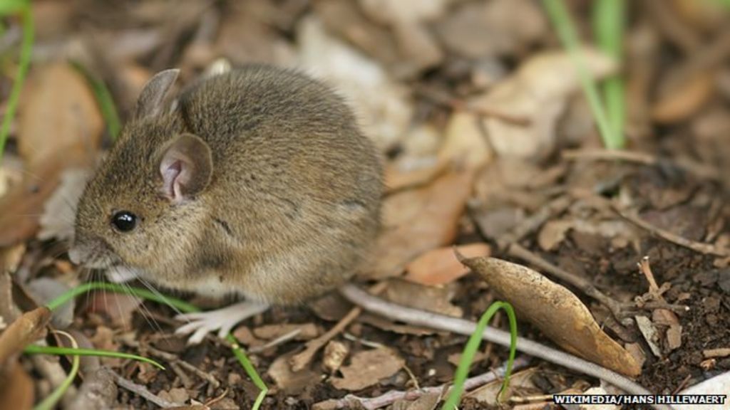 China: Men 'release 1,000 mice' in village - BBC News