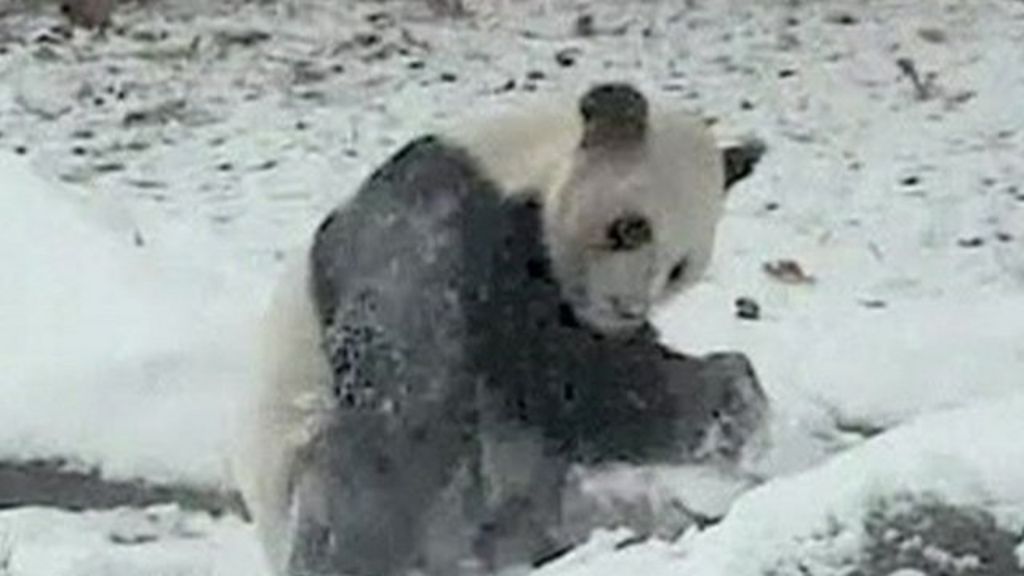 Giant panda plays in the snow at Toronto Zoo - BBC News