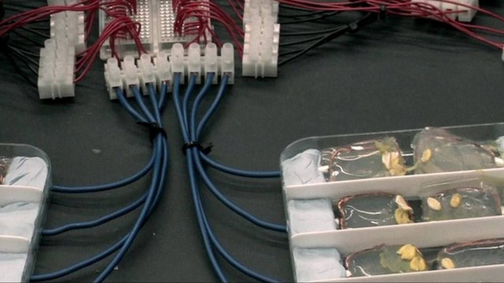 The computer circuits made of slime mould - BBC News