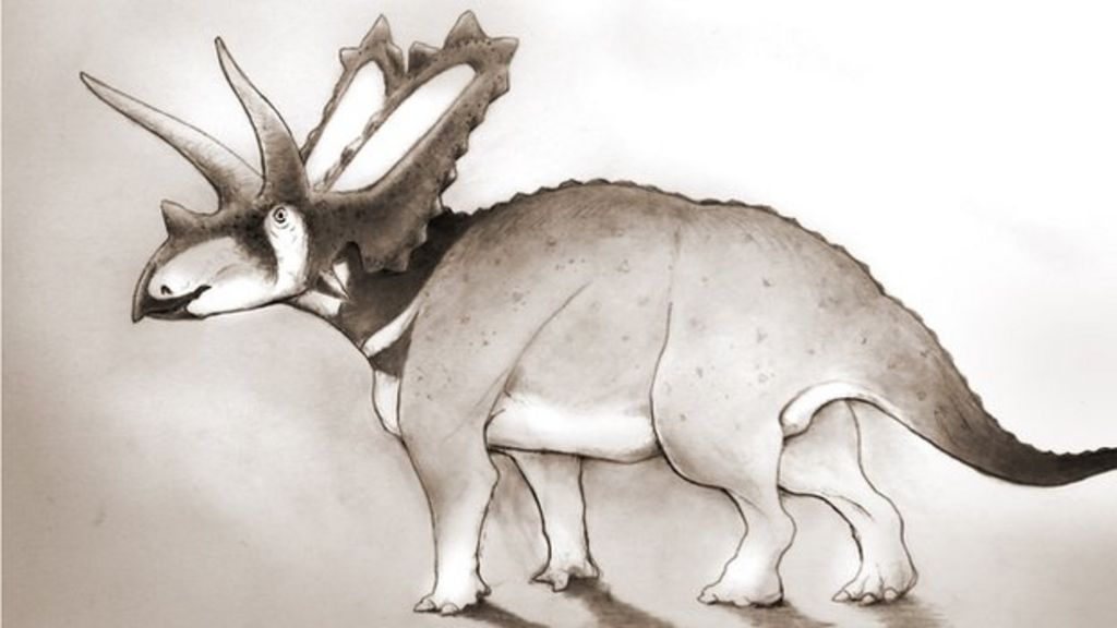 New horned dinosaur species identified from museum's fossils - BBC News