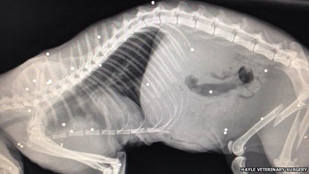 Cat survives shotgun attack and two broken legs - BBC News