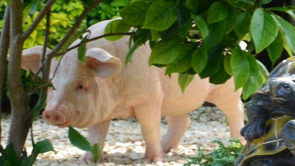 Thieves steal fibreglass pig containing father's ashes - BBC News