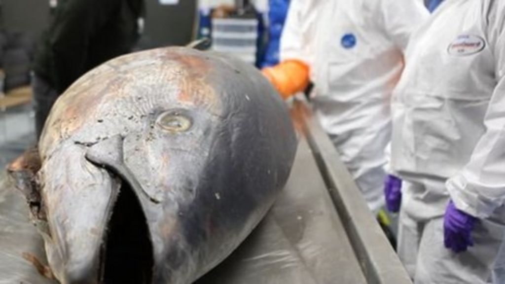 Bluefin tuna dissected in front of Penryn audience - BBC News