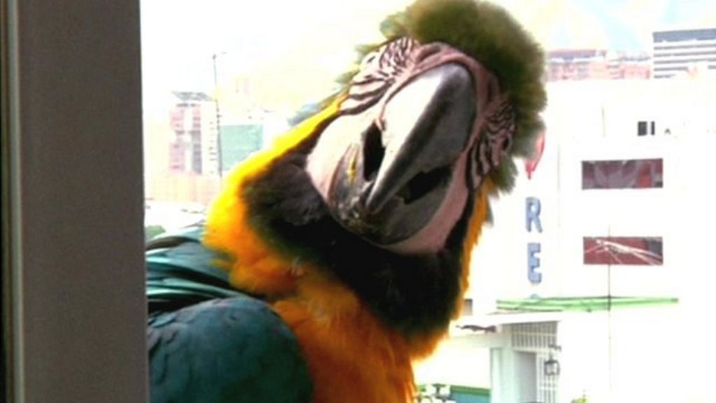Parrots find home in Venezuelan capital - BBC News