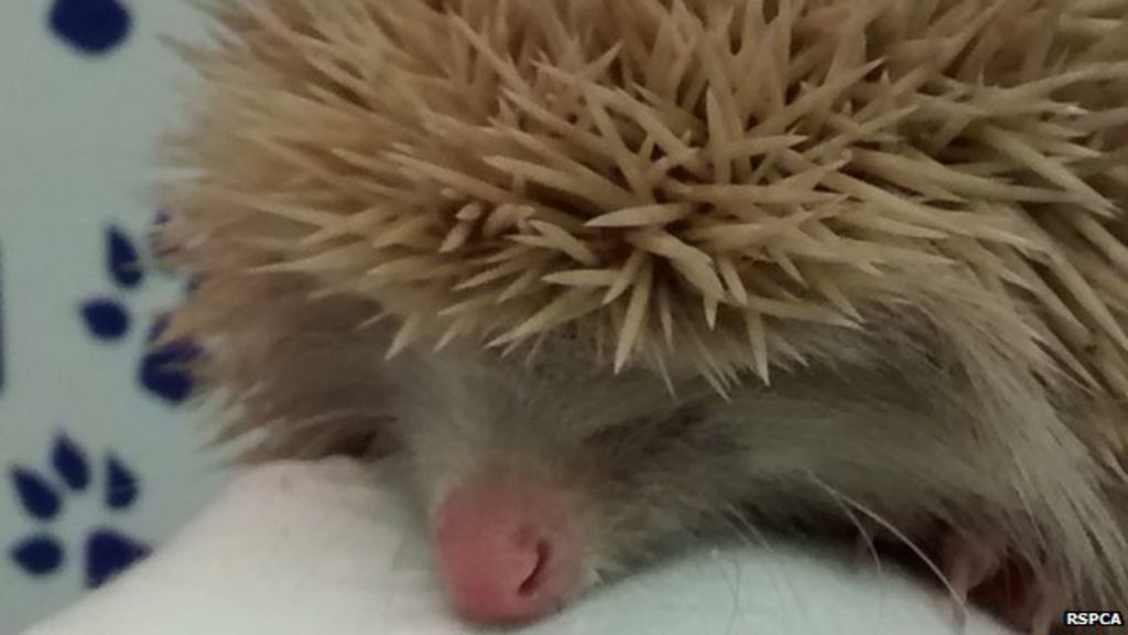 Rare albino hedgehog found in Wrexham garden - BBC News