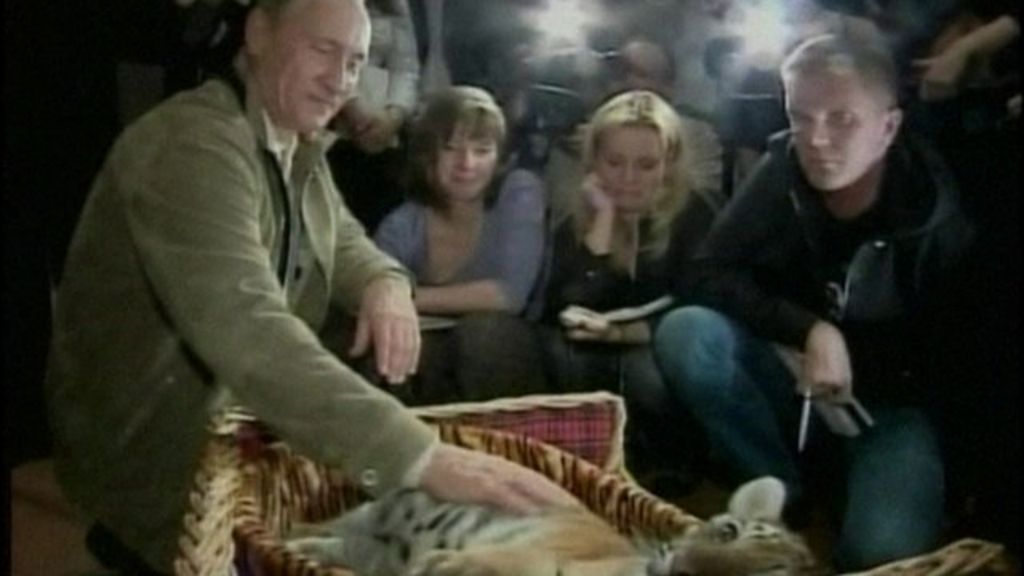 Siberian tiger released by Putin 'raids Chinese farms' - BBC News