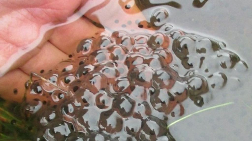 Frogspawn appears earlier than expected - BBC Newsround