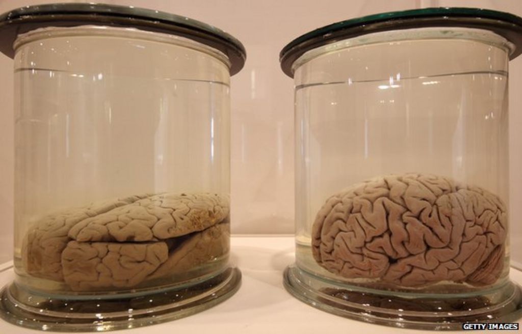 'Missing' brains at Texas university were destroyed - BBC News