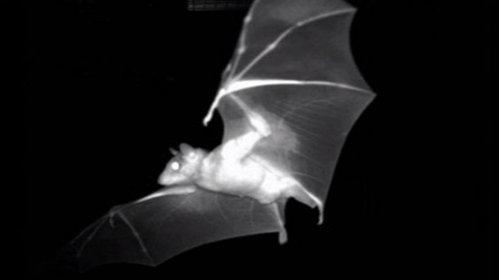 Fruit bats have 3D compass in their brains study finds - BBC News