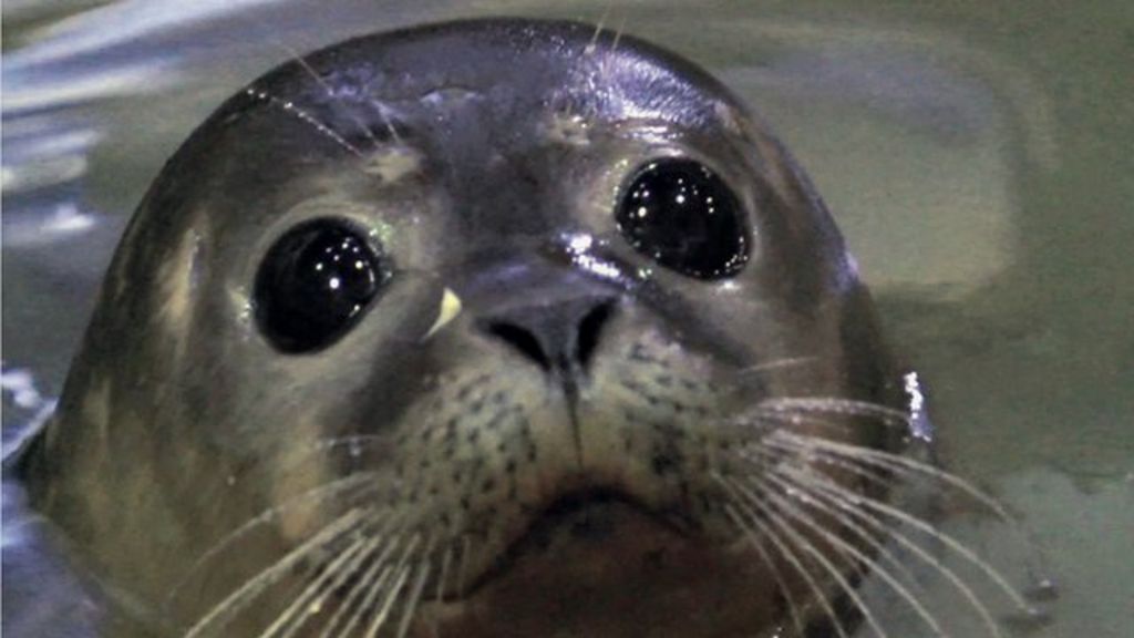 UK winter storms: Nursing sick orphaned seal pups back to sea - BBC News