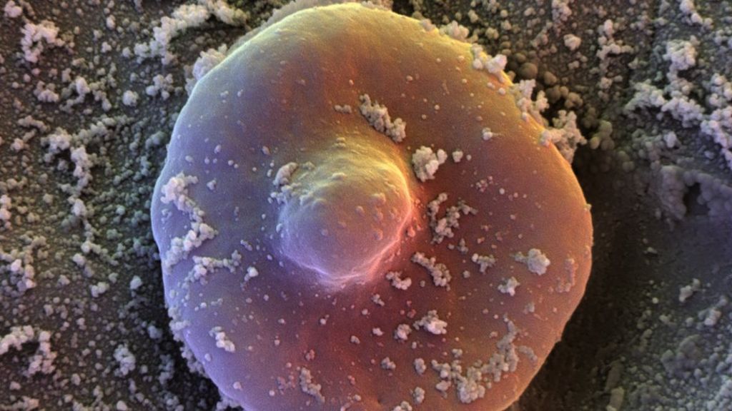 Friendly gut bacteria 'help to attack malaria' - BBC News