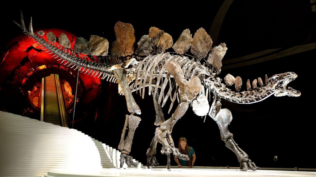 Scientists have begun their detailed research on a Stegosaurus - BBC ...