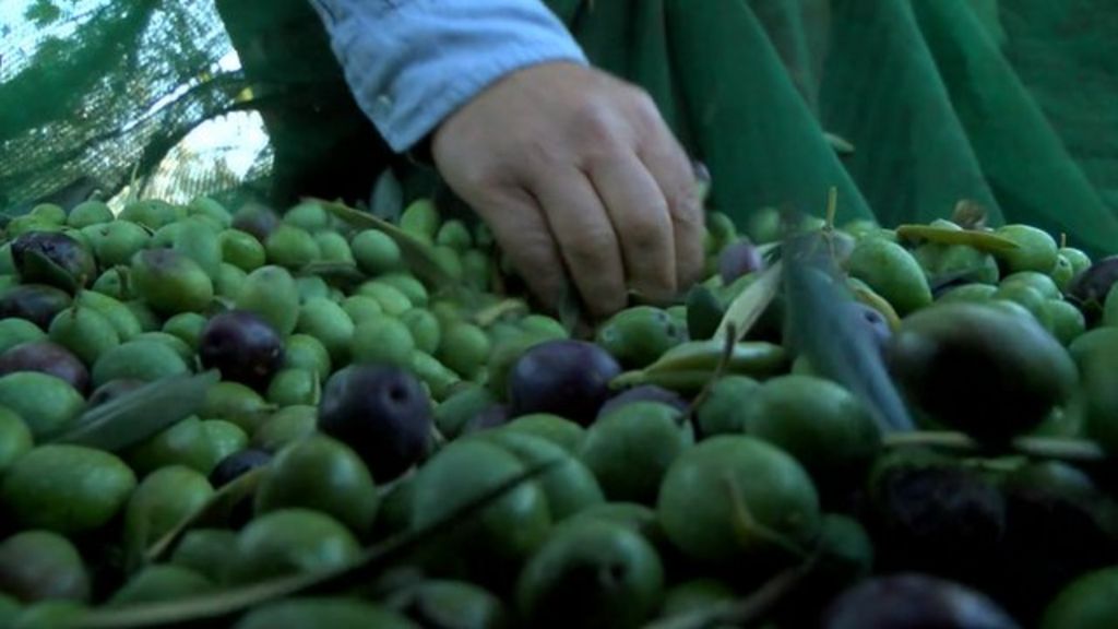 The 'disaster' hitting olives and their oil - BBC News