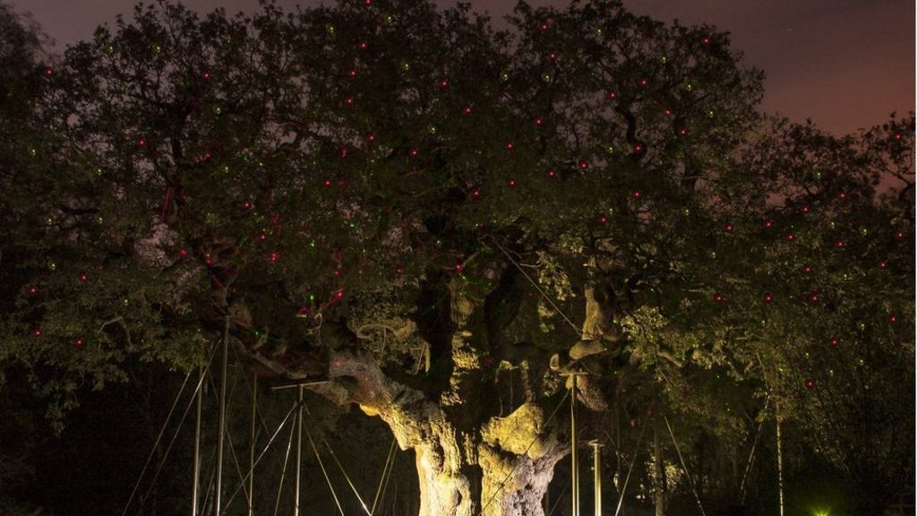 Robin Hood 'Tree of the Year' lit up for Sherwood Forest event - BBC News