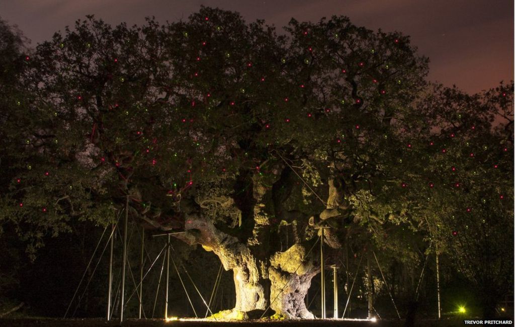 Robin Hood 'Tree of the Year' lit up for Sherwood Forest event - BBC News