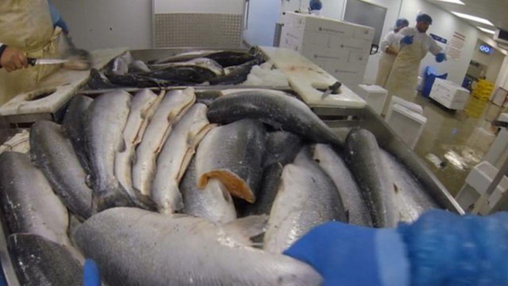 Hull FC's young players sent to work at fish factory - BBC News