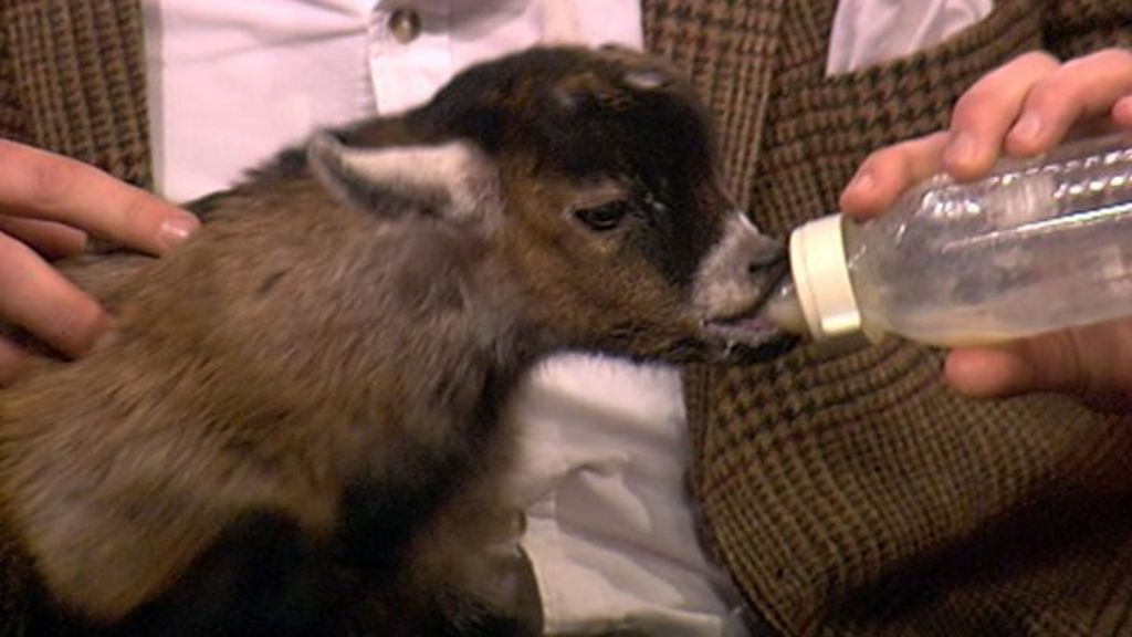 Pygmy goat Benjamin in Barnsley becomes internet hit - BBC News
