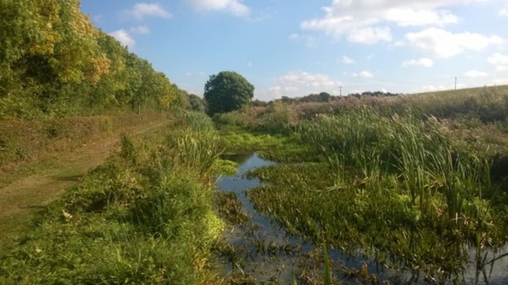 Grantham Canal dredging to help rare plants - BBC News