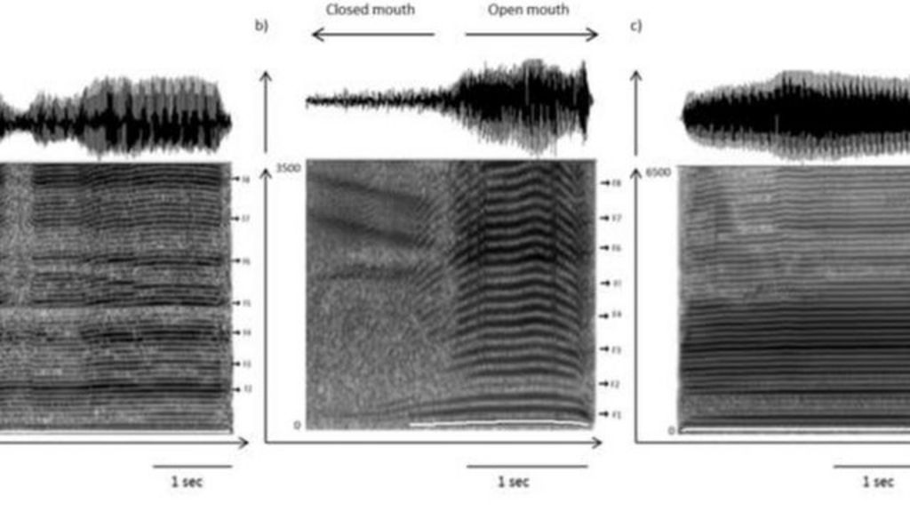 Cow researchers identify three distinct cow moo sounds - BBC News