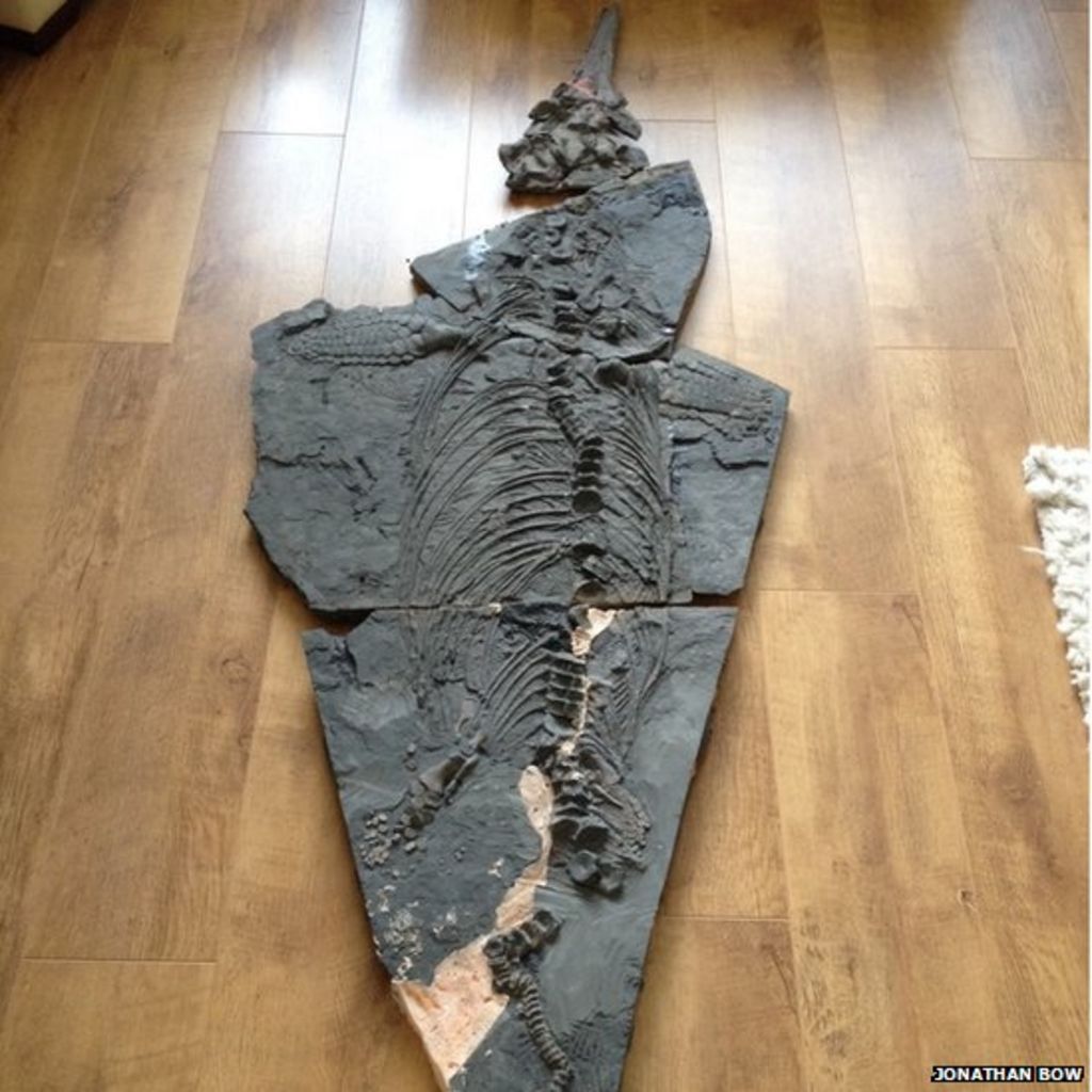7ft ichthyosaur fossil found on beach near Penarth - BBC News