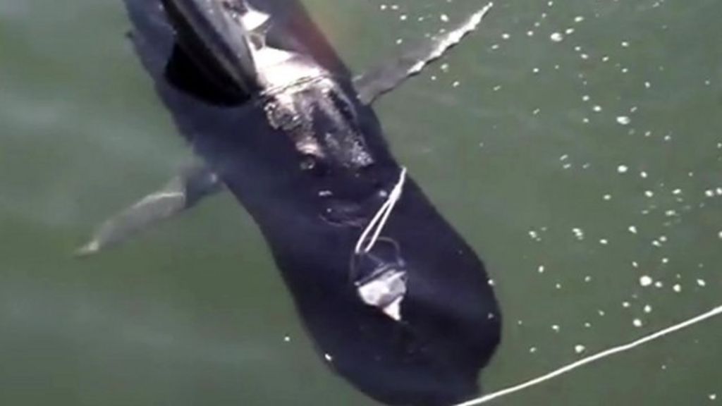 US navy develops underwater 'tuna fish' robot - BBC Newsround