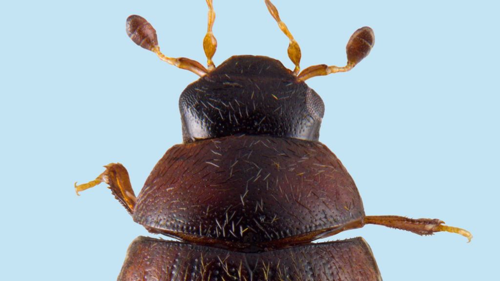 Most northerly records of beetles made in Scotland - BBC News