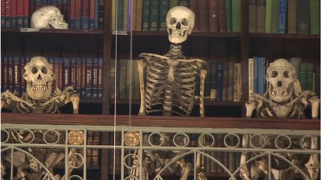 Rare antique skeletons in urgent need of conservation - BBC News