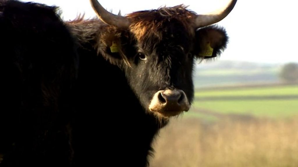'Nazi' cattle: Farmer forced to cull part of herd - BBC News