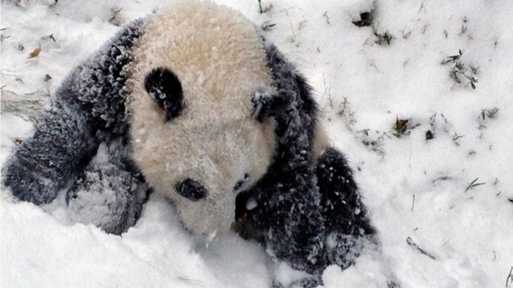 Panda sees snow for first time in Smithsonian Zoo - BBC Newsround
